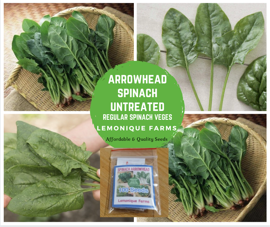 Untreated SPINACH vegetable seeds | Arrowhead spinach Hybrid Seeds ...