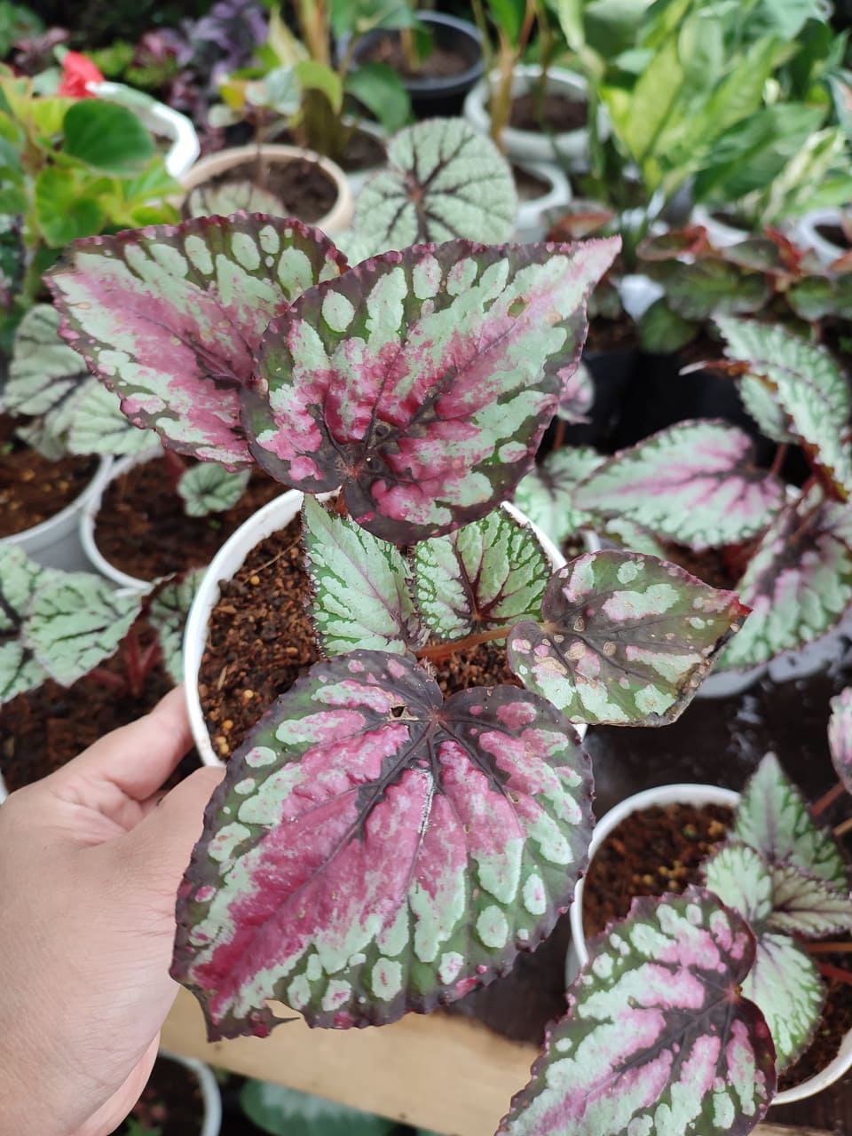 Rare Begonia "Rex Salsa" with FREE white plastic pot, pebbles and ...