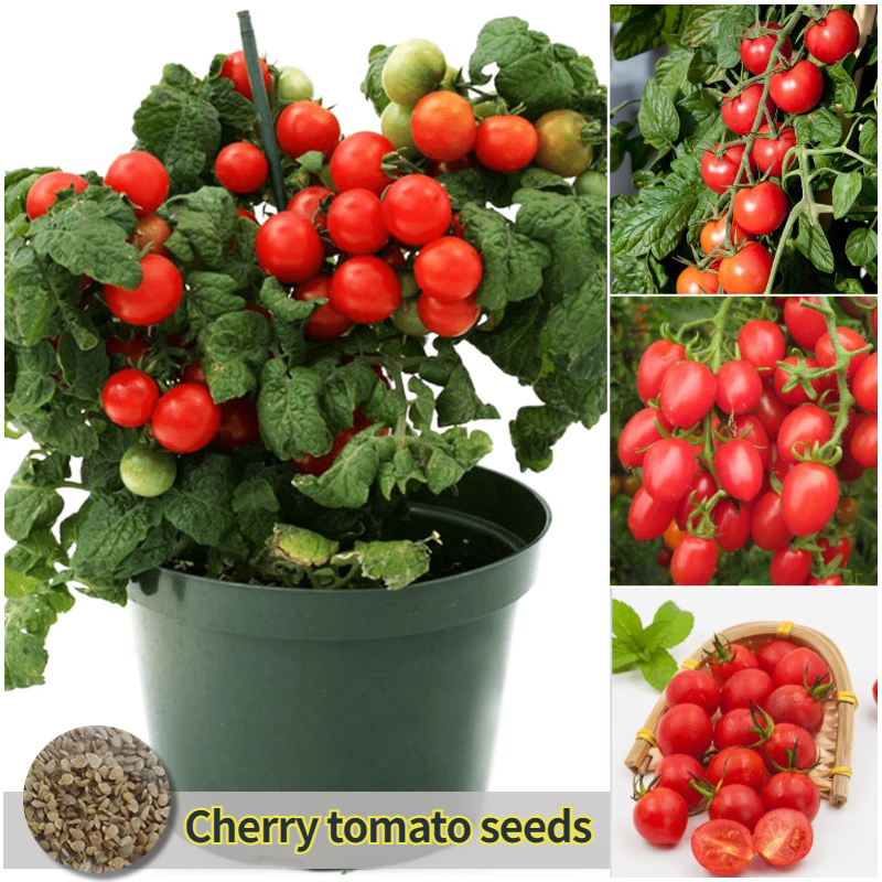 [Easy to grow in Malaysia] 200pcs Hybrid Sweet Cherry Tomato Seeds ...