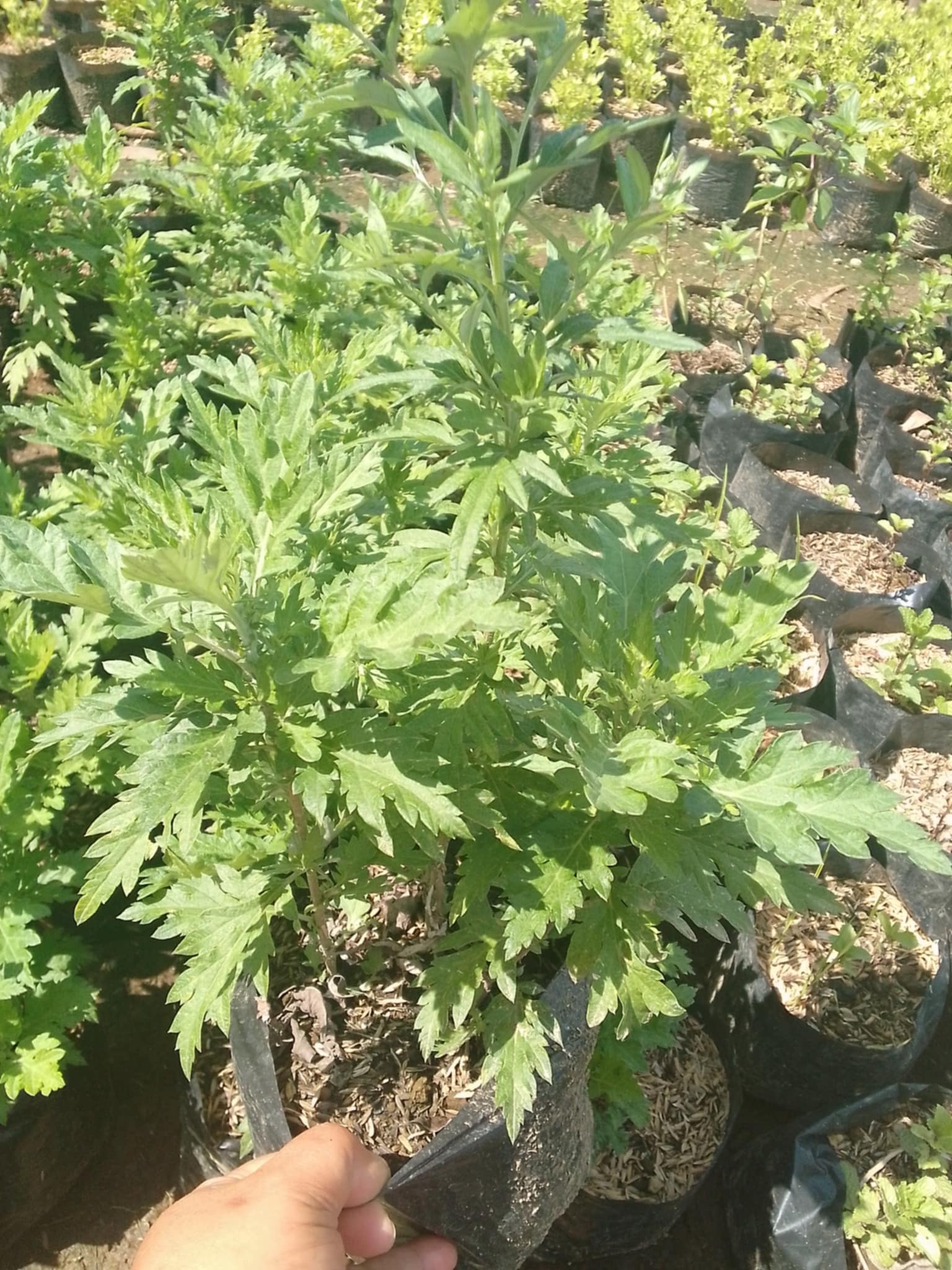 DAMONG MARIA PLANT WITH FREE FERTILIZER AND LOMSOIL | Lazada PH