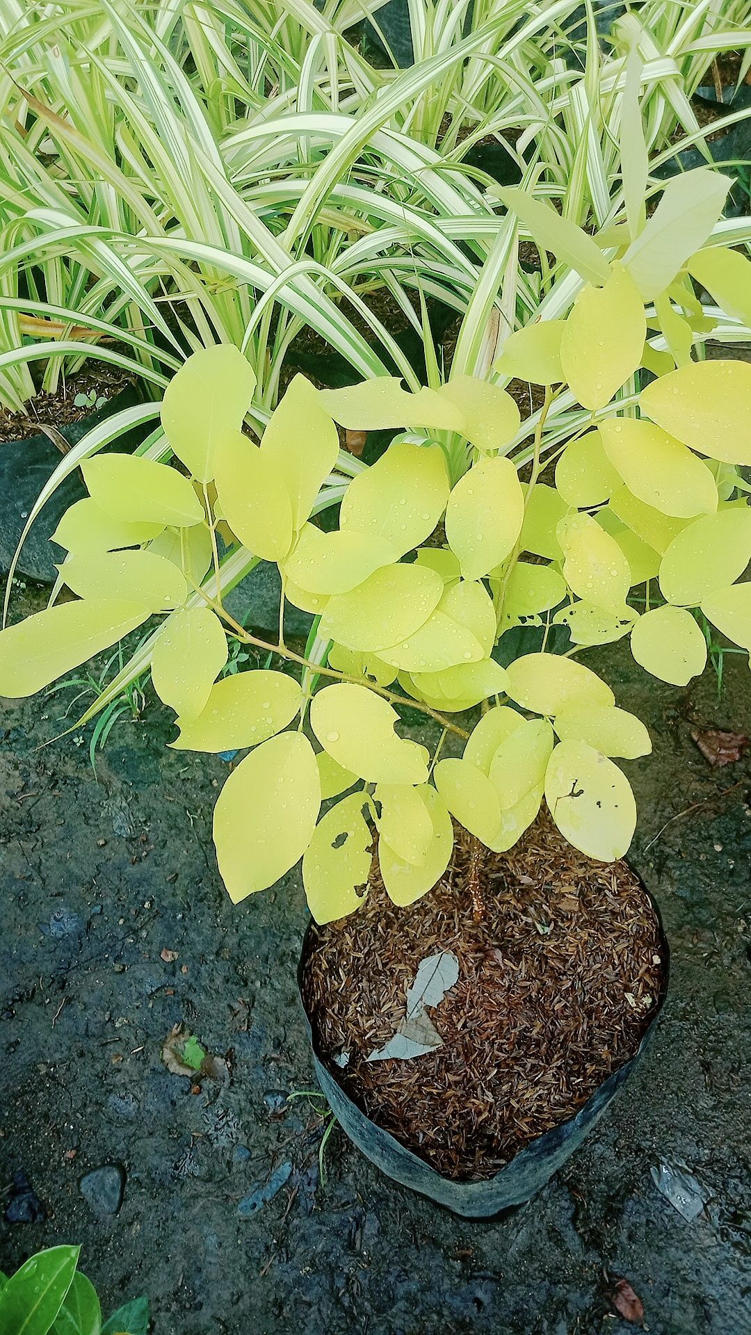 Legium yellow Plant | Lazada PH