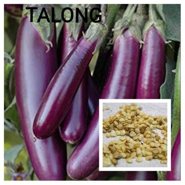 linbei/ TALONG SEEDS FOR PLANTING | Lazada PH