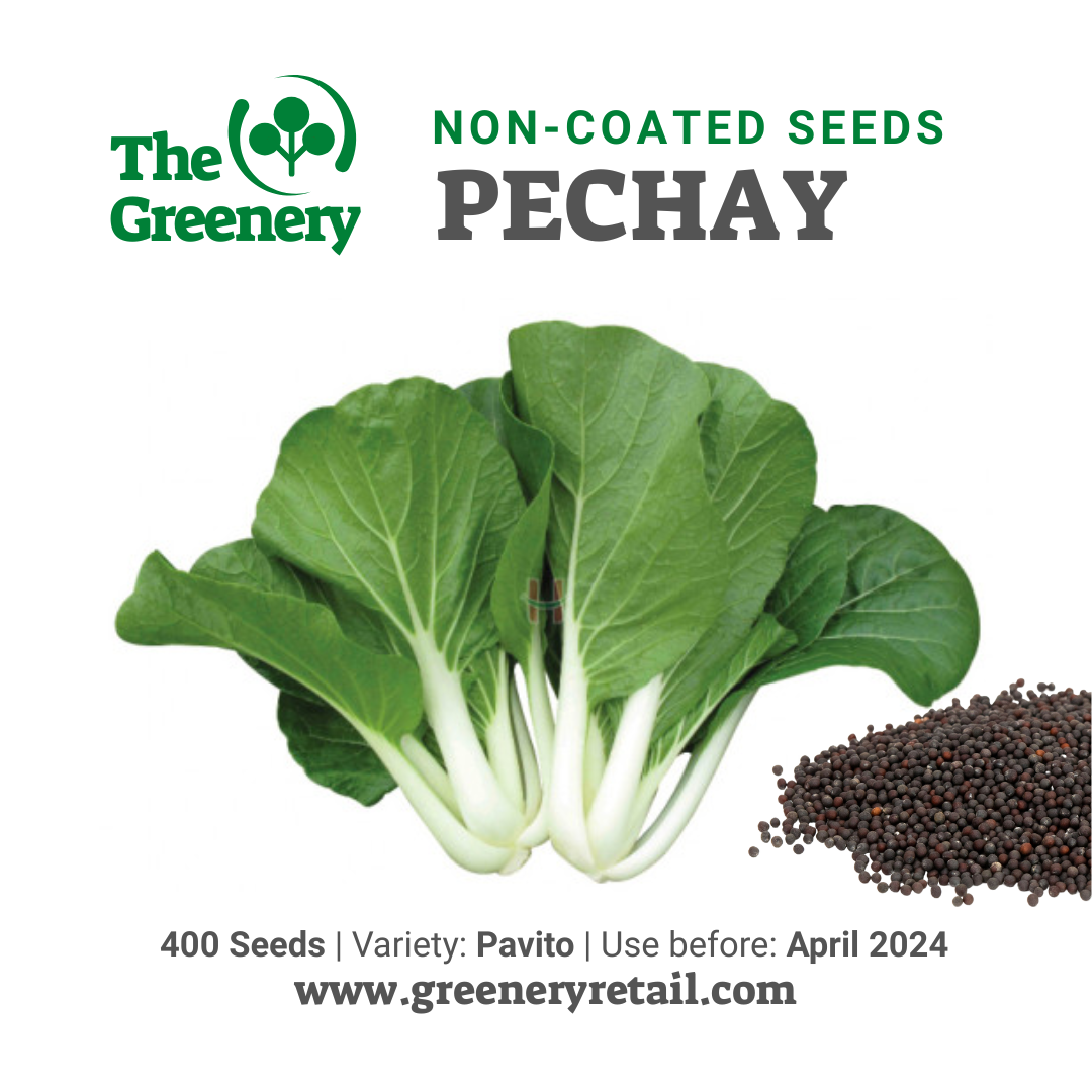 Pechay Non-Coated Seeds | Pavito Variety 400 Seeds | Lazada PH