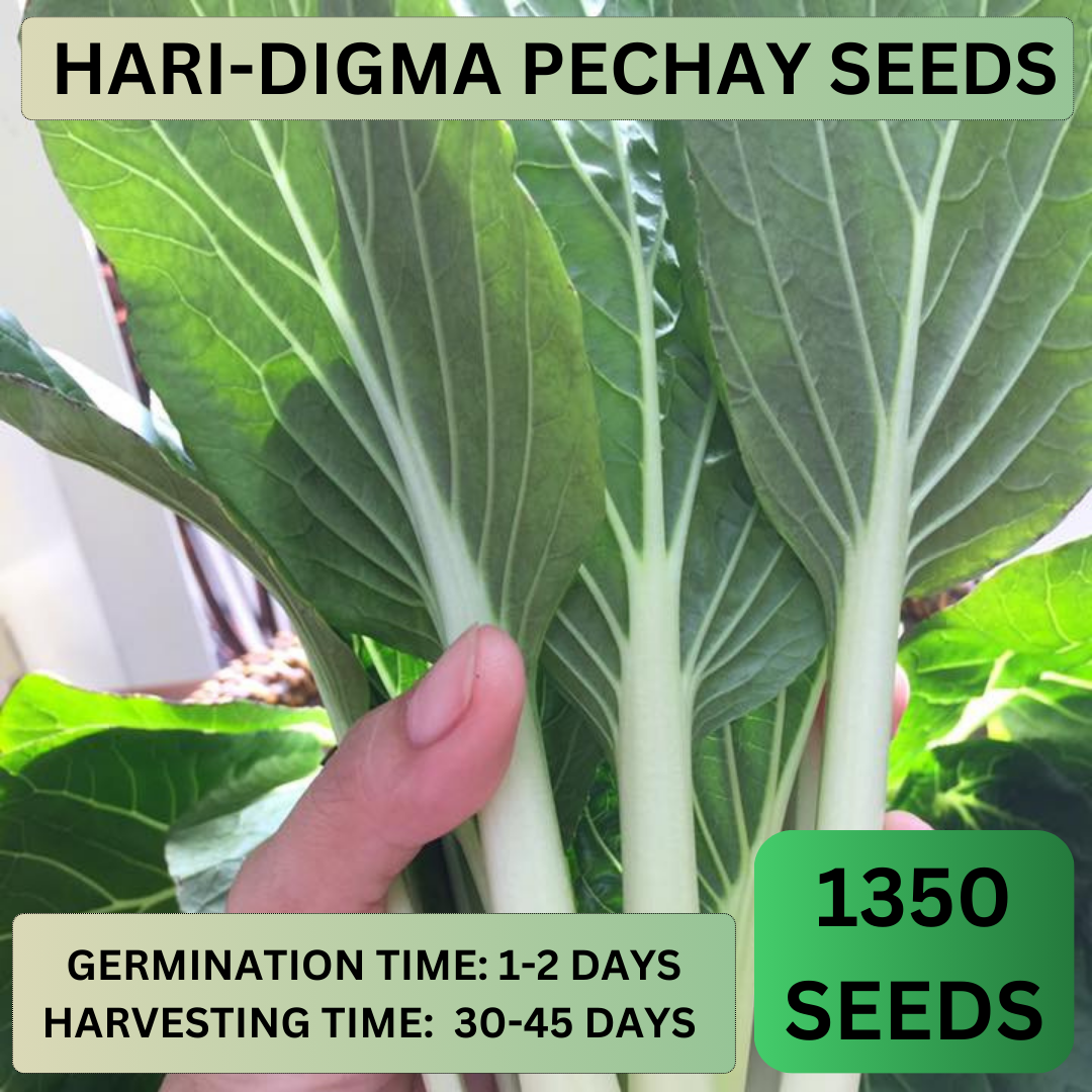 VALUE PACK (650 SEEDS) HARI DIGMA PECHAY SEEDS/FOR PLANTING/EASY TO ...