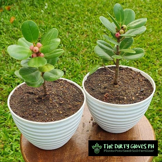 Ficus Nana Plant - Free pot and white pebbles | Lazada PH