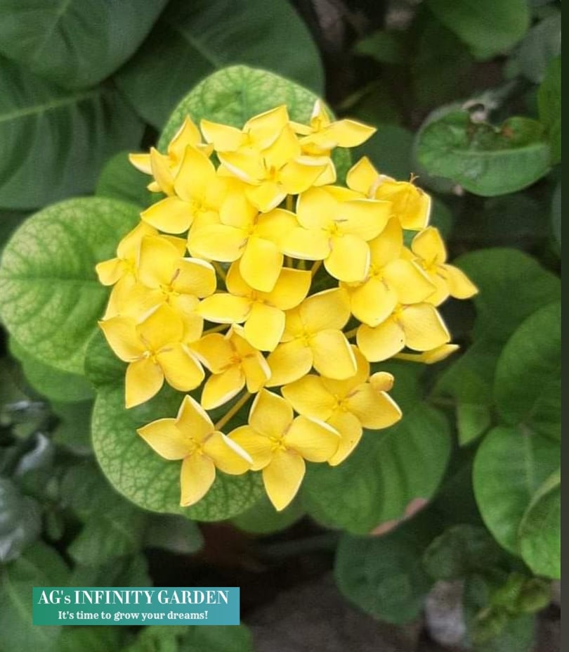 Rare Santan Or Ixora Coccinea ( Yellow Flower ) " Air Purifying Plant ...