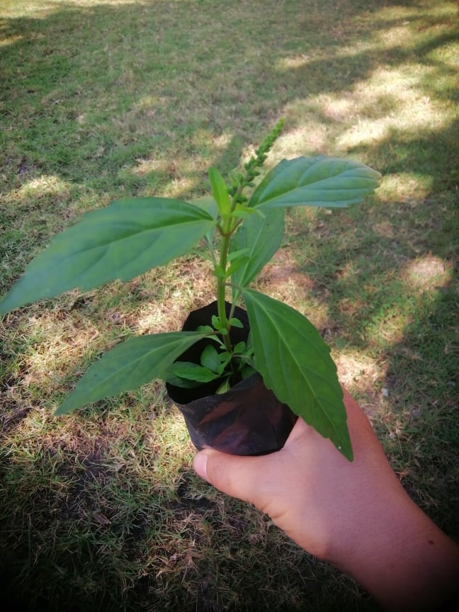 Taheebo plants - herbal plant medicinal plant - uprooted | Lazada PH