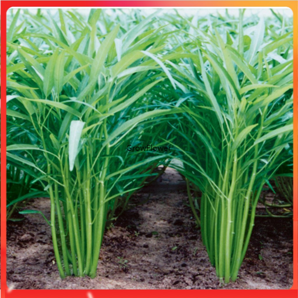 Kangkong Upland Chinese Water Spinach Seeds Vegetable 20 Pcs | Lazada PH
