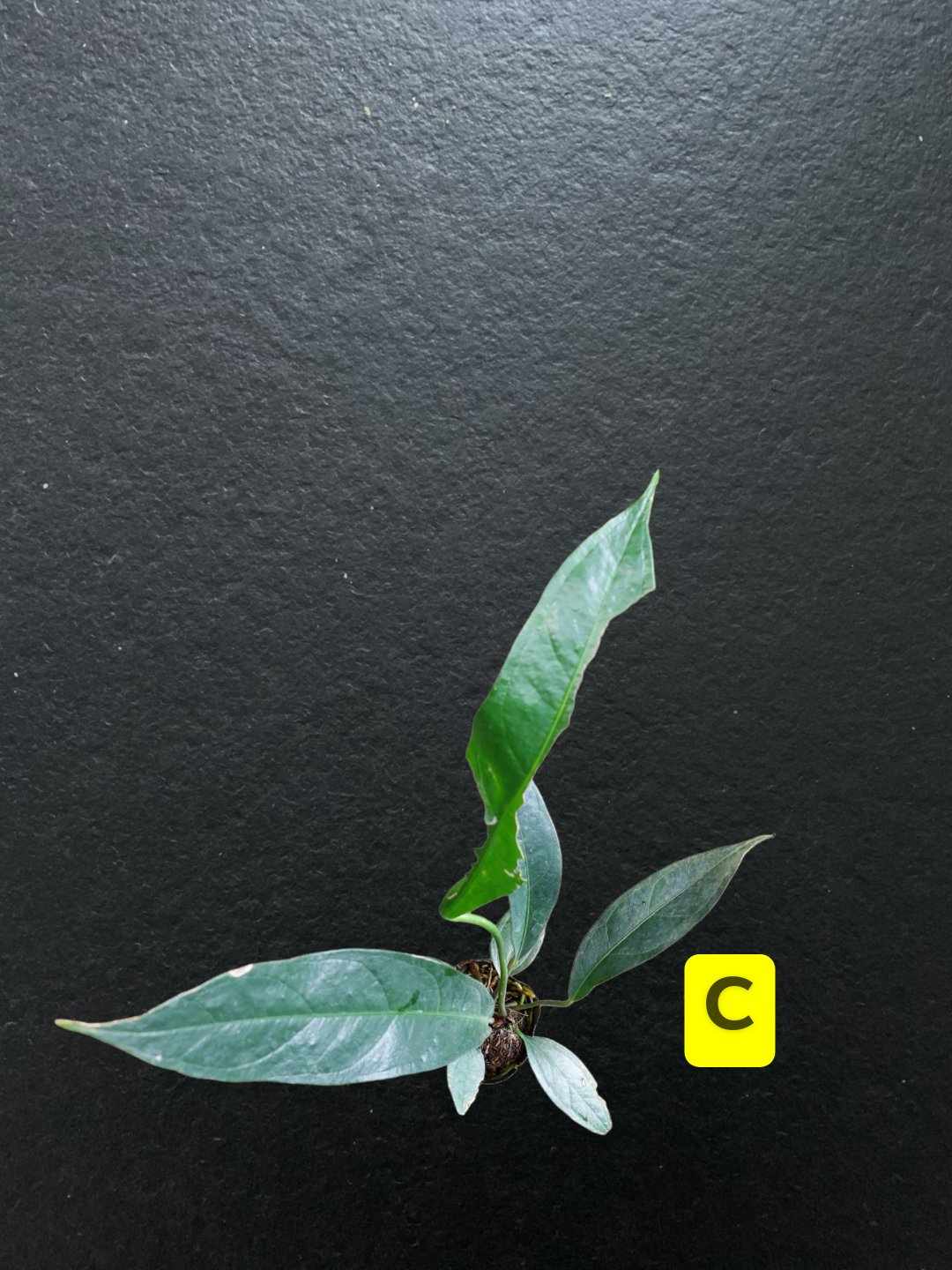 Anthurium Big Bill | Lazada PH