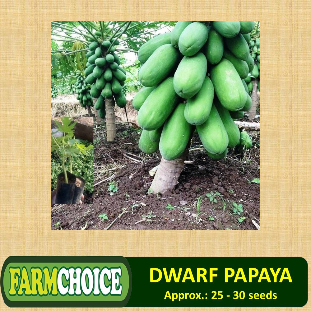 Dwarf Papaya Seeds Heirloom Variety | Lazada PH