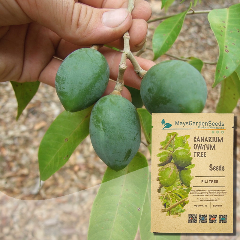 Pili Tree Seeds, Canarium Ovatum Seeds, Tree Seeds#019 | Lazada PH