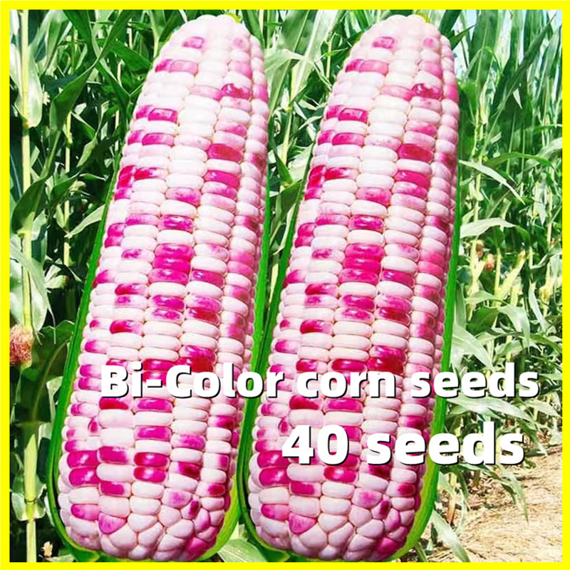 Bi-color Corn Seeds - Original Waxy Corn Seeds for Planting (40 Seeds ...
