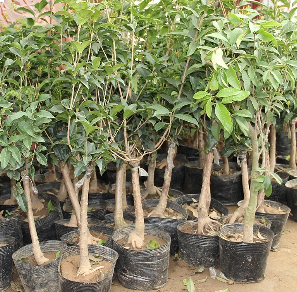 labanos Native four seasons cinnamon seeds Balcony garden fragrant ...