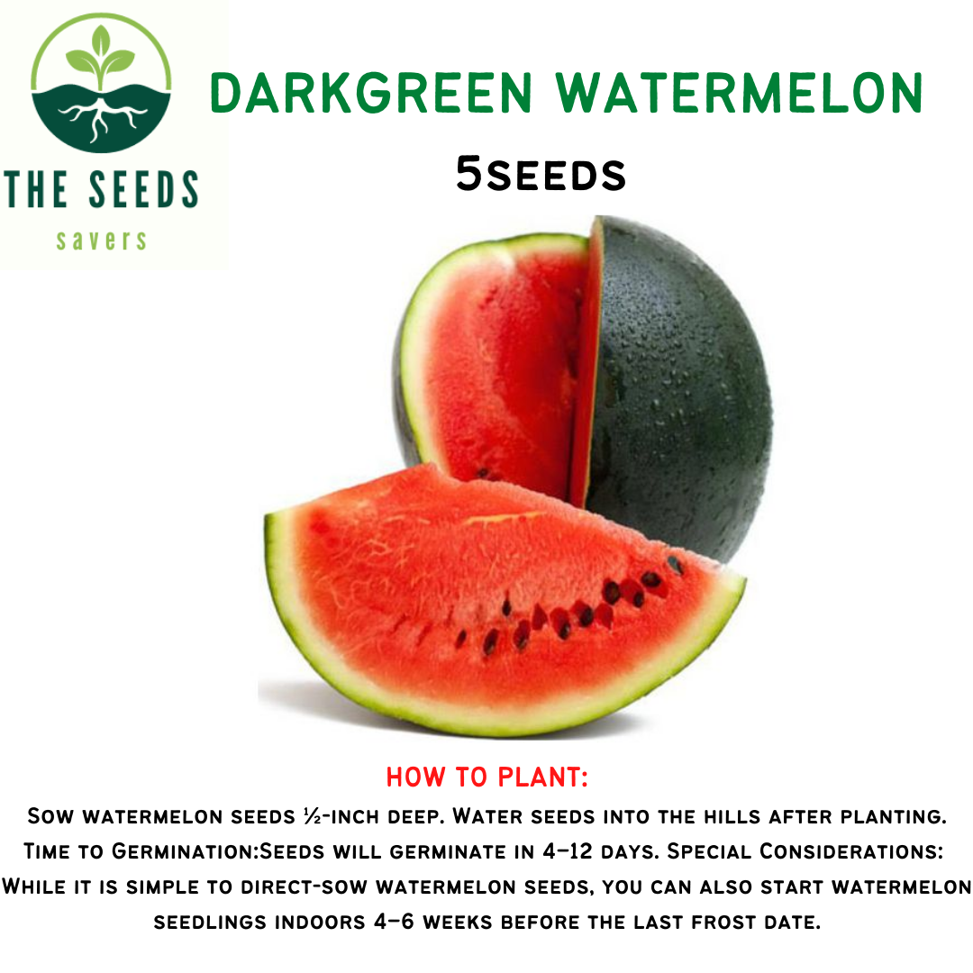 PAKWAN DARK GREEN - 5seeds / HIGH GERMINATION RATE | Lazada PH