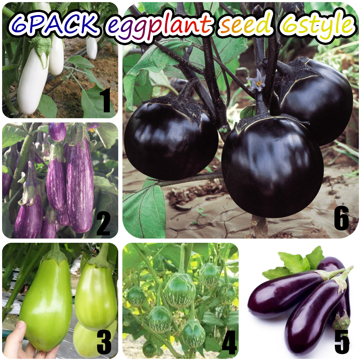 6PACK Eggplant Seeds | Talong Seeds | Vegetable Seeds | Golden Plant ...