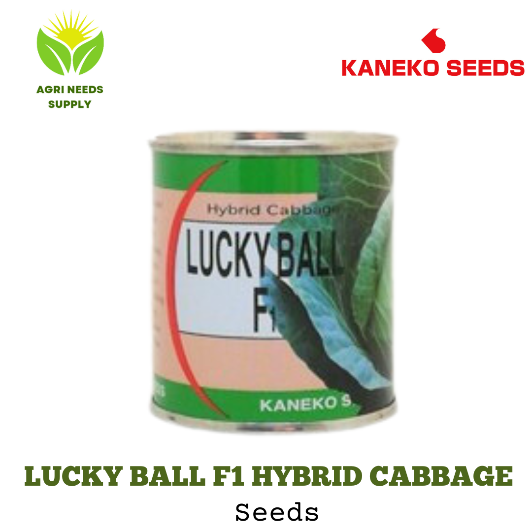 Lucky Ball F1 Hybrid Cabbage Kaneko Seeds | Lazada PH
