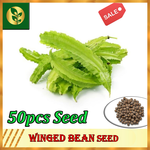 Winged Bean Seeds | Sigarilyas Seeds | Vegetables seeds | Golden Plant ...