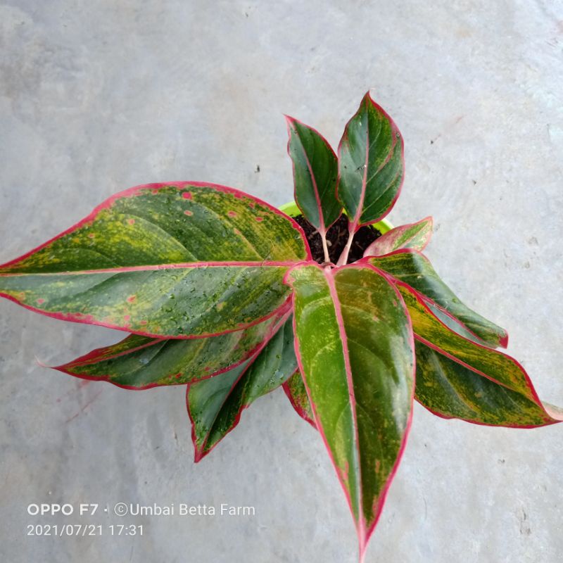 seeds Aglaonema Red Gold / plant 50 seeds (not live plants) | Lazada PH