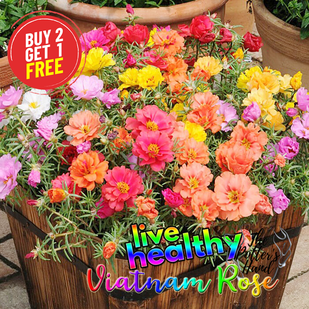 ‼️BUY10 PLUS 5FREE‼️Vietnam Rose ALEMBONG Portulaca grandiflora (Moss ...