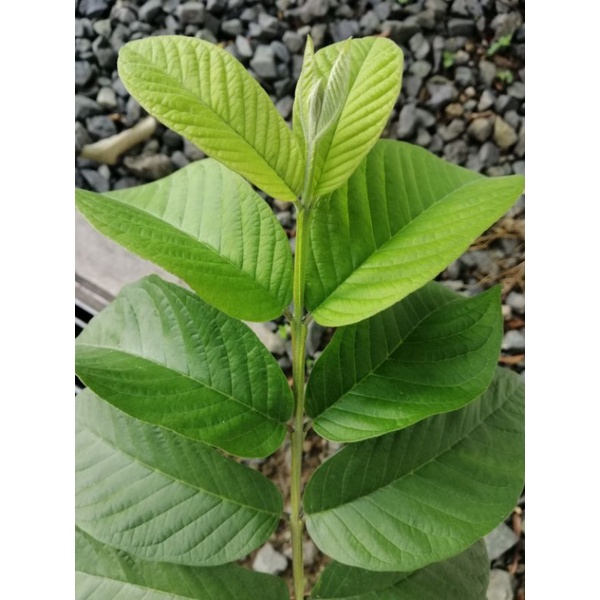 Fresh Guava leaves / dahon ng bayabas with Stem /50pcs leaves | Lazada PH