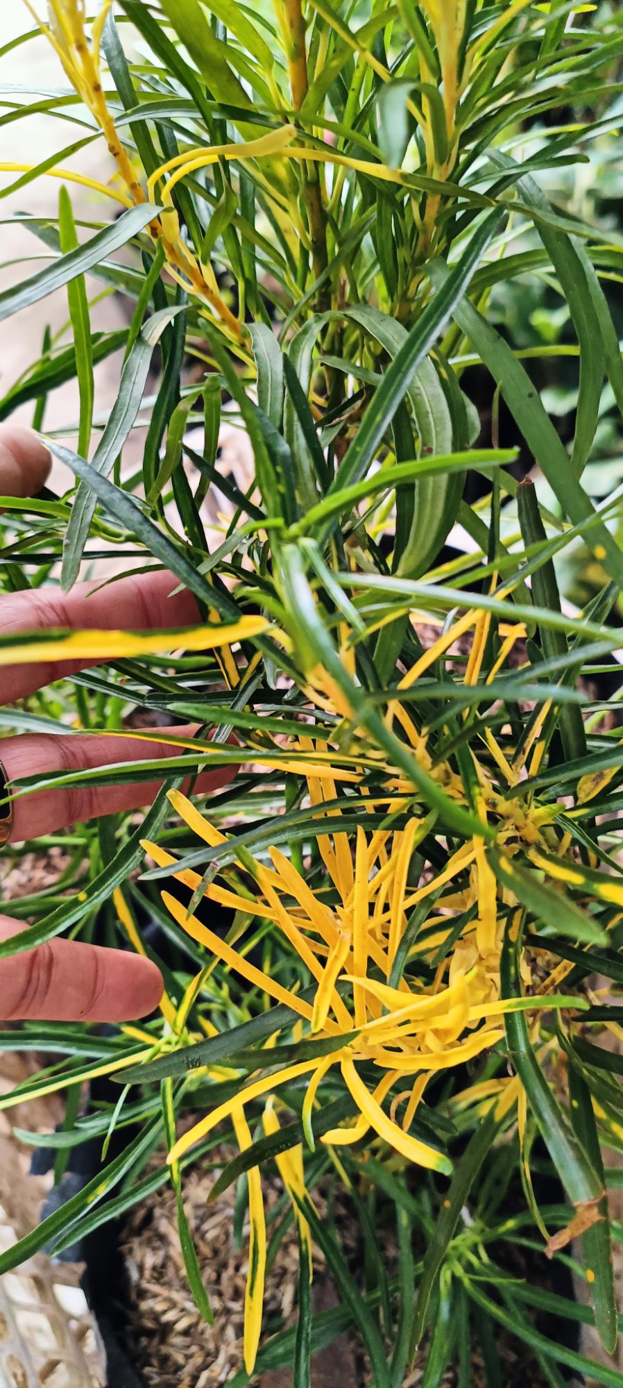 Maki Variegated/Podocarpus Macrophyllus 'Maki' | Lazada PH