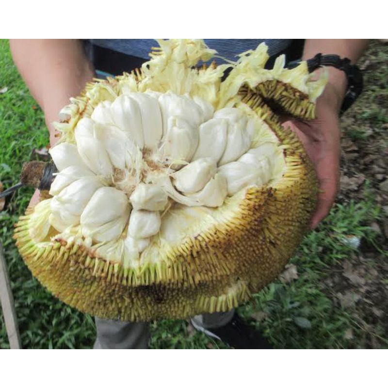 buy 1 take 1， 50 seeds (not plants) Marang Madang Fruit Tree for Sale ...