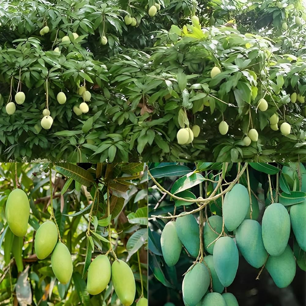 Manggang Kalabaw