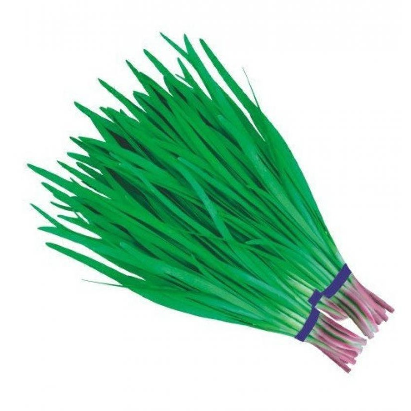 Chinese Purple Root Herb Chives Kuchay / Kutsay Variety Vegetable 50 ...