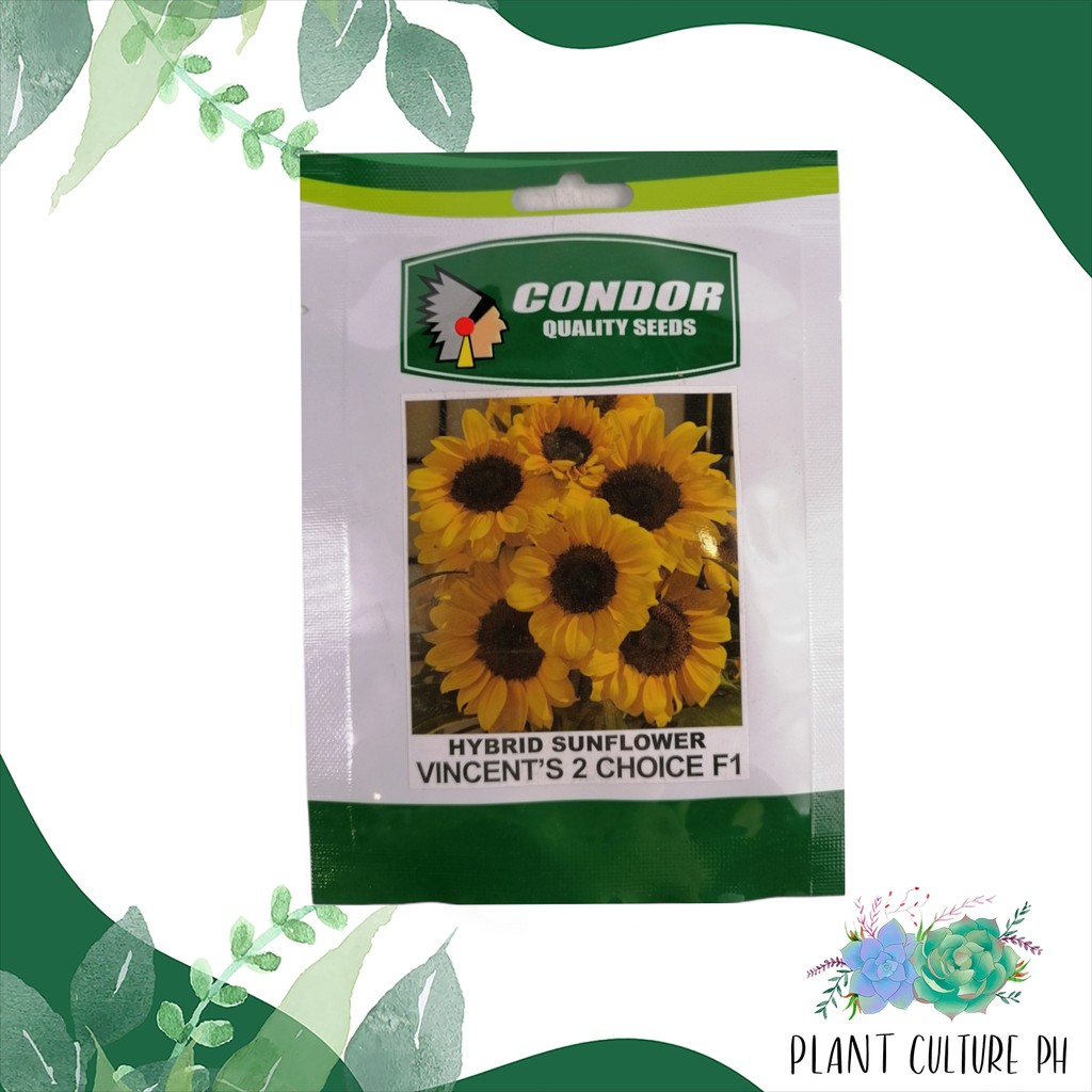 Condor Quality Seeds Hybrid Sunflower Vincent's Choice (It's a seed ...