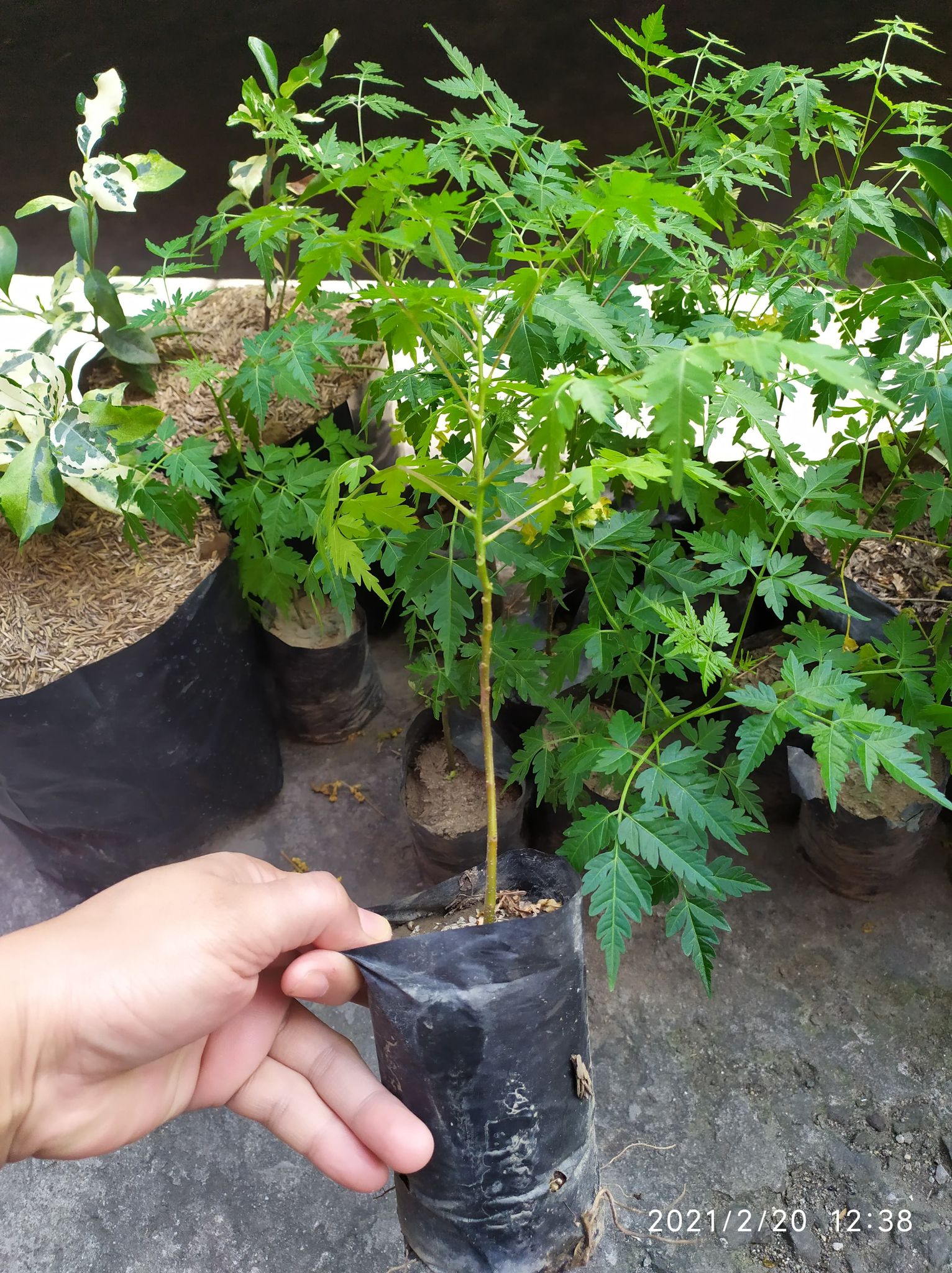 Neem Tree seedling (live plant) | Lazada PH