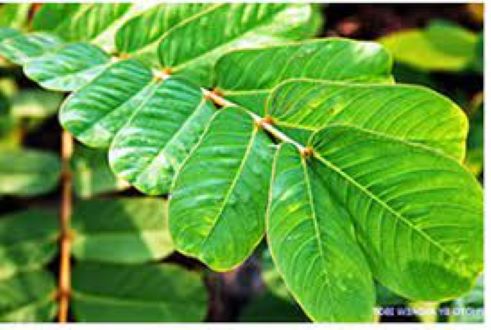 Acapulco/Akapulko fresh organic Leaves ( 50 grams, 40 to 50 pcs ...