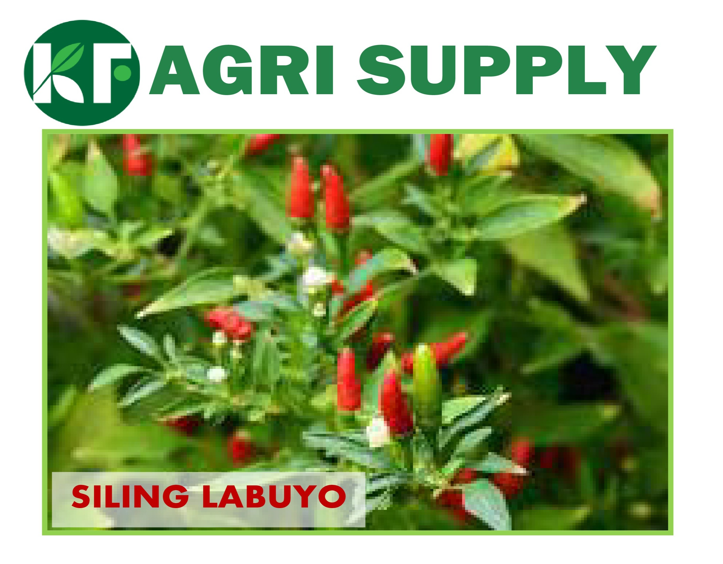 HIGH YIELDING SILING LABUYO EASY TO GROW VEGETABLE SEEDS (APPROX. 25 ...
