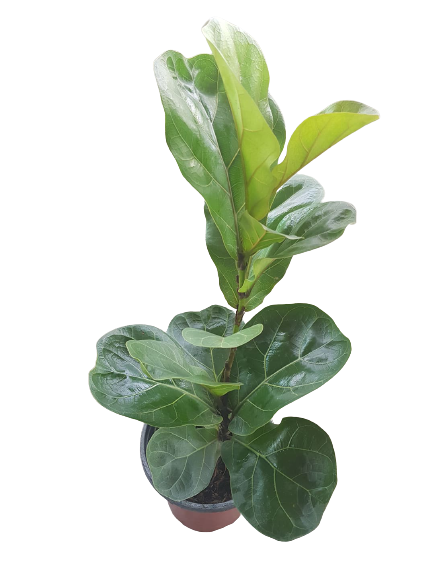 Fiddle Leaf Tree (1 Pc) | Lazada PH
