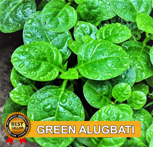 (10 SEEDS) - GREEN ALUGBATI SEEDS/TAGALOG HYBRID/EASY TO GROW/SUPER ...