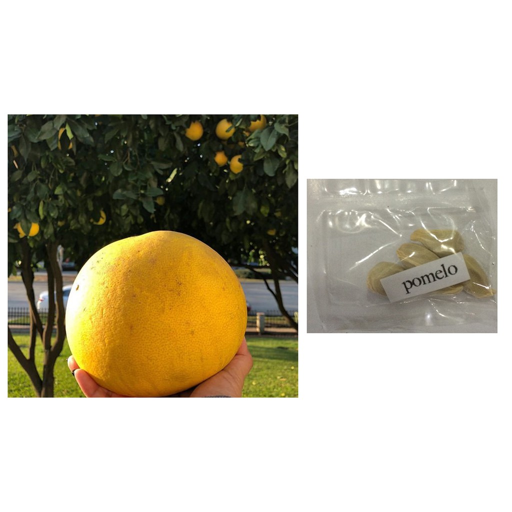 Thai pomelo citrus tree plant bonsai dwarf suha seeds | Lazada PH