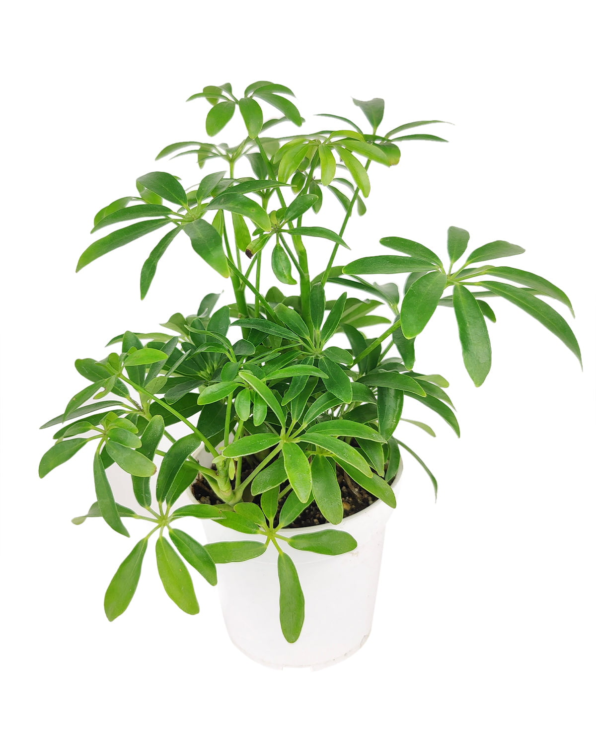 50 seeds (not plants) Dwarf Umbrella Tree seeds | Lazada PH