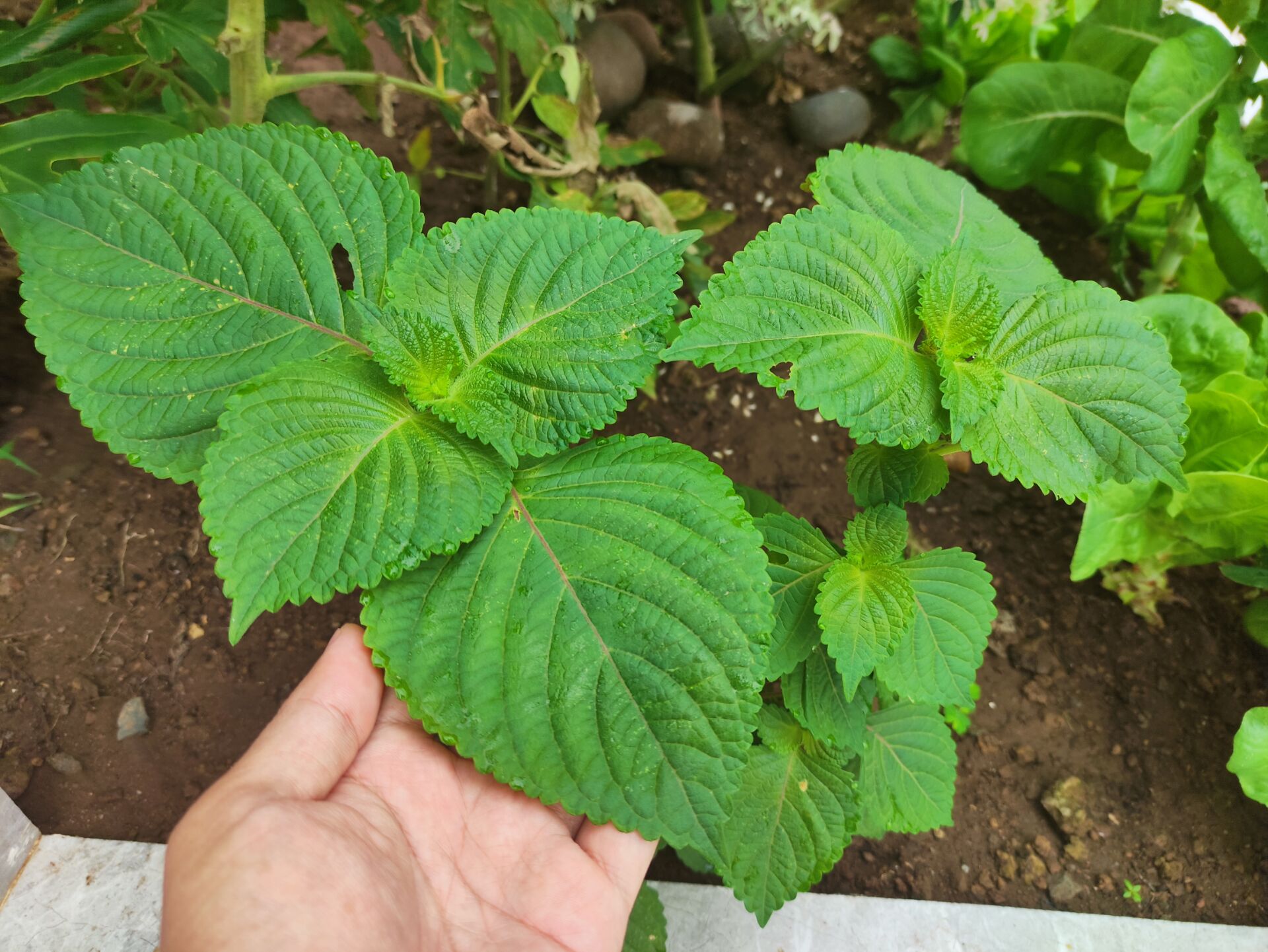 Promo Sale Korean Purple Green Perilla Shiso Vegetable Seeds ( 400 ...