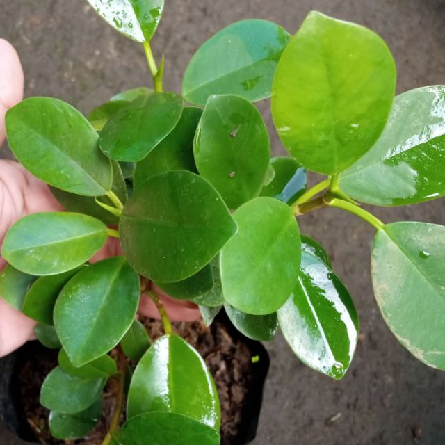DIRECT SUPPLIER PRICE! (LUZON CUSTOMERS ONLY) Ficus Nana | Lazada PH
