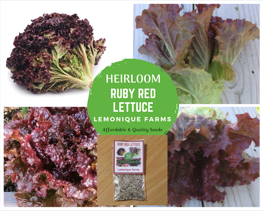 Red Leaf Lettuce | Heirloom Ruby Red Leaf lettuce | Ruby Red Lettuce ...