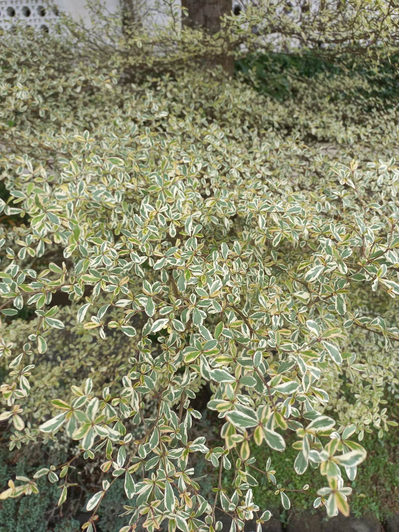TALISAY VARIEGATED OR AFRICAN TALISAY VARIEGATED OUTDOOR PLANT LIVE ...
