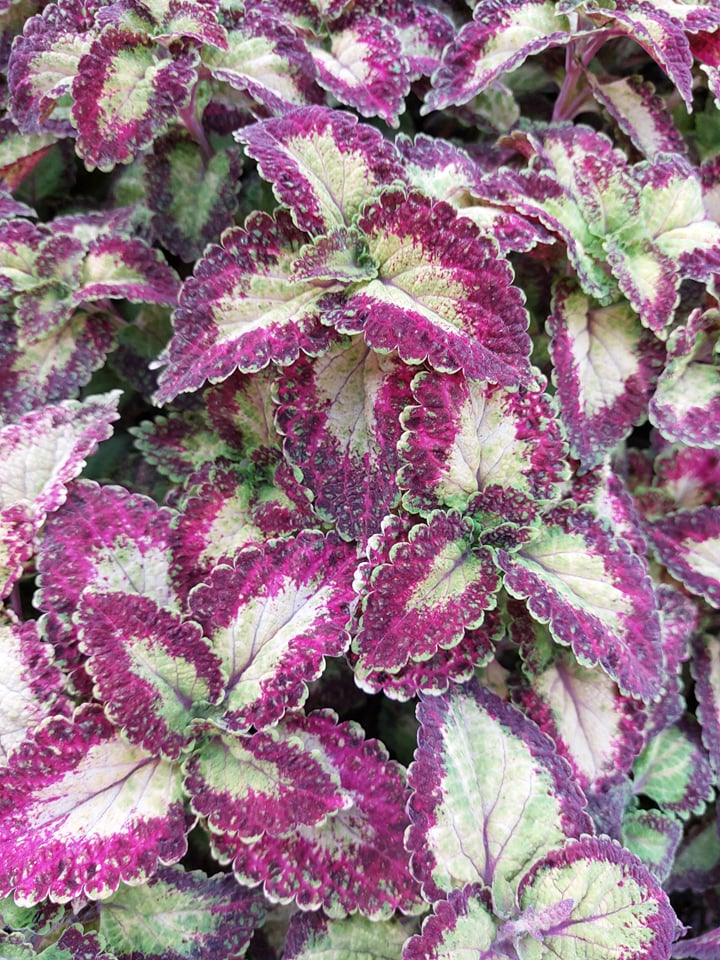 Mayana Red Lace (included pot, pebbles and soil) | Lazada PH