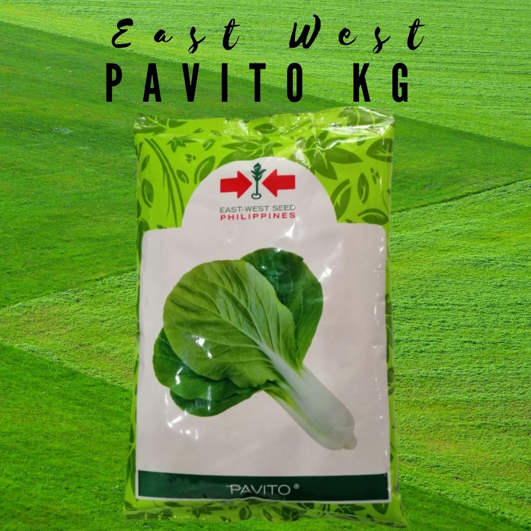 East West EASTWEST Pavito Pechay Seeds Kg | Lazada PH