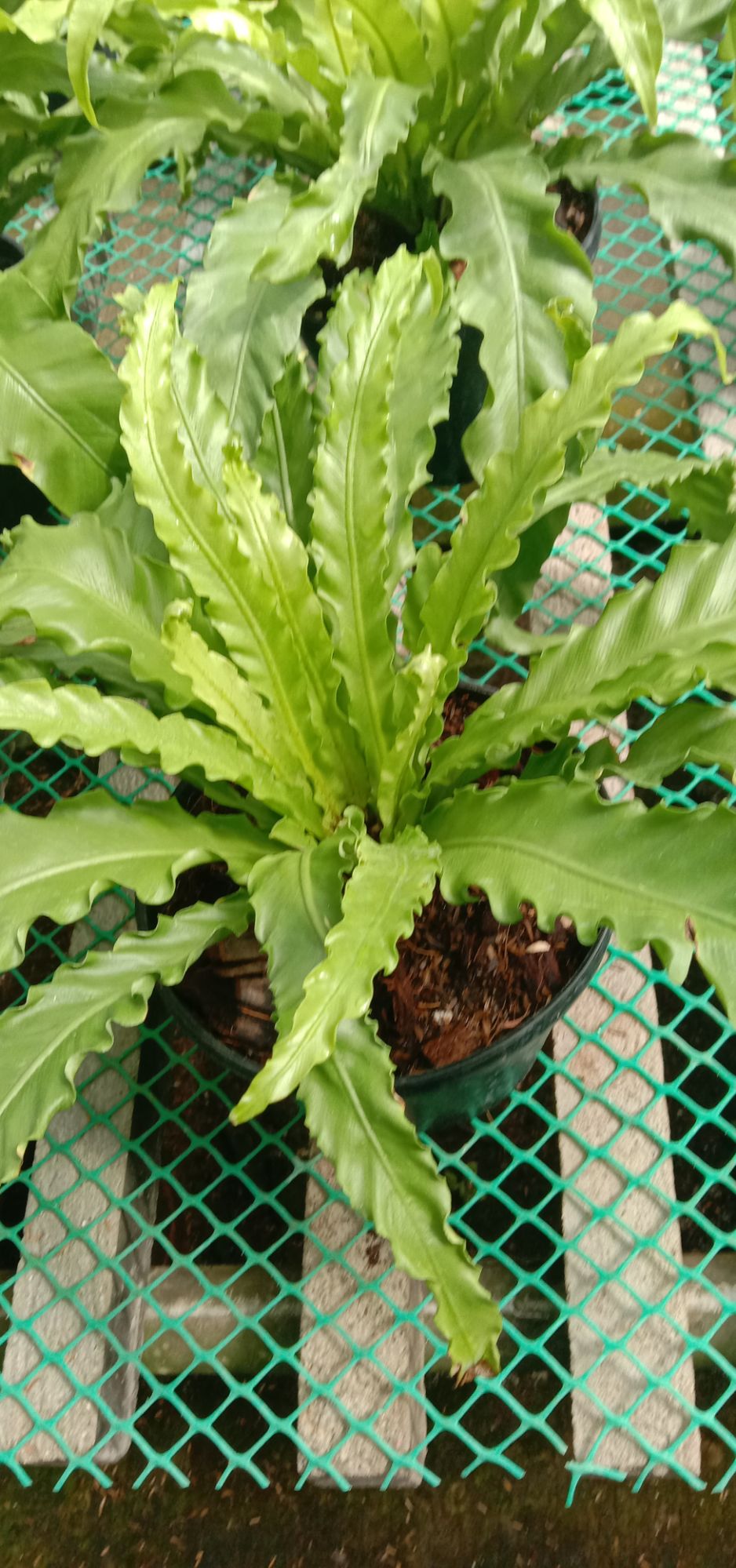 Osaka Fern(Rare Plant) | Lazada PH