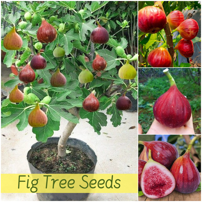 [100% Original Seed] 150pcs Rare Fig Tree Seeds Tropical Ficus Carica ...