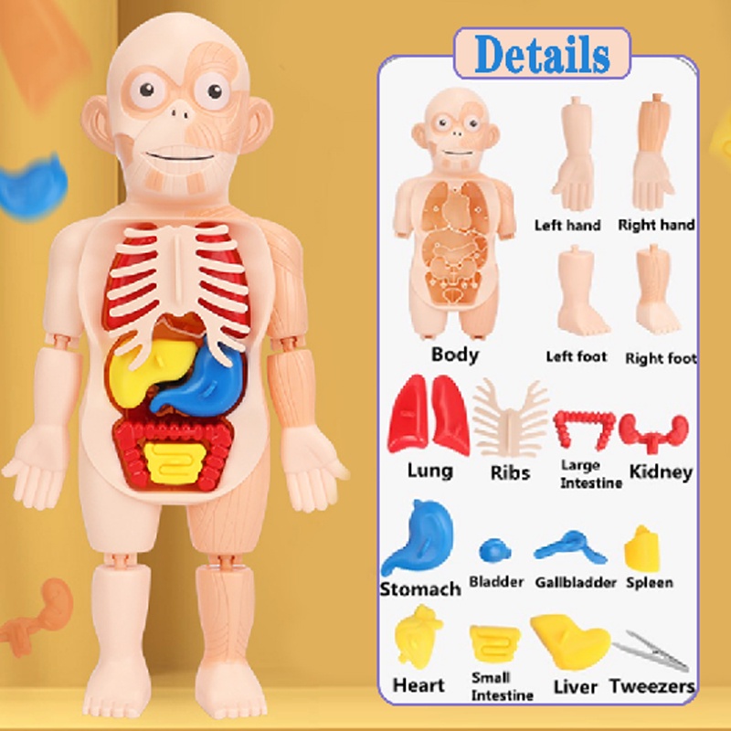 Kid Montessori 3D Puzzle Human Organ Model Anatomy Educational Learning ...