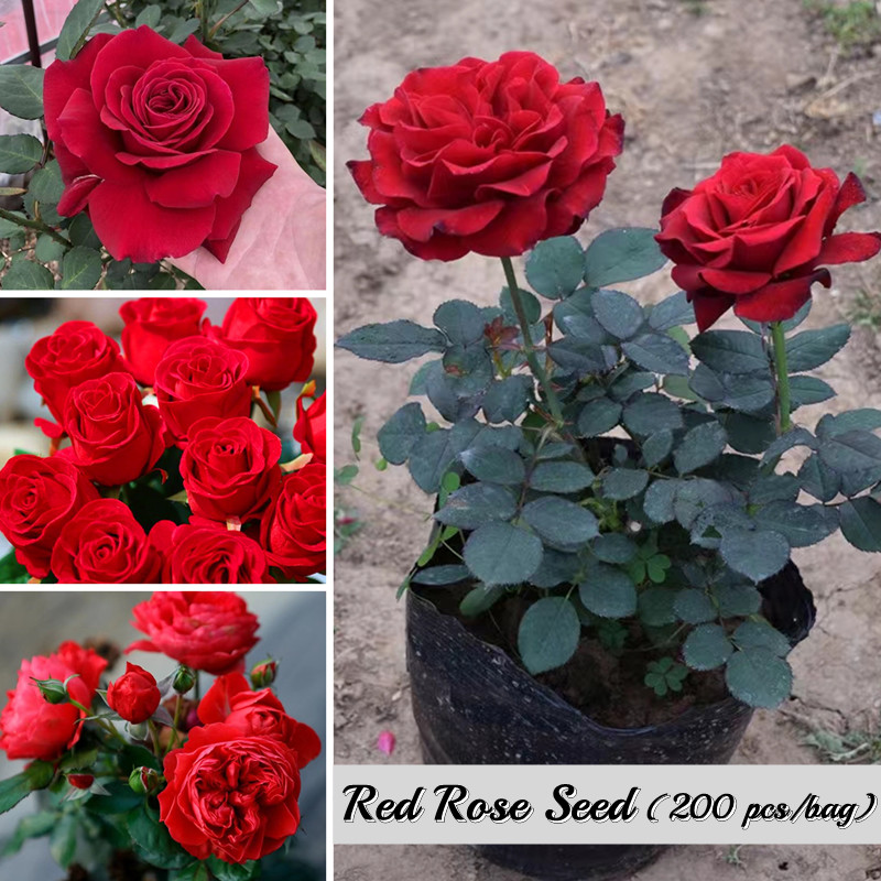 Red Rose Seeds for Planting (200pcs/bag) Beautiful Romantic Flower ...