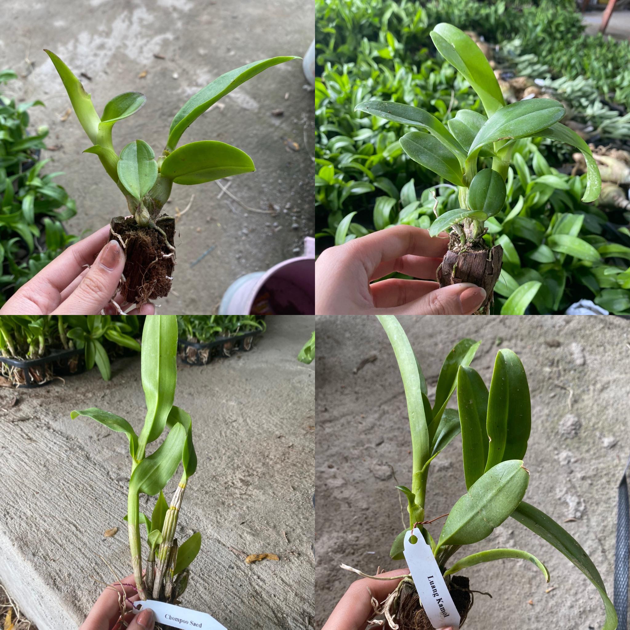 [ 1 pc SEEDLING ] Special Hybrid Mutation Thailand DENDROBIUM ORCHID ...