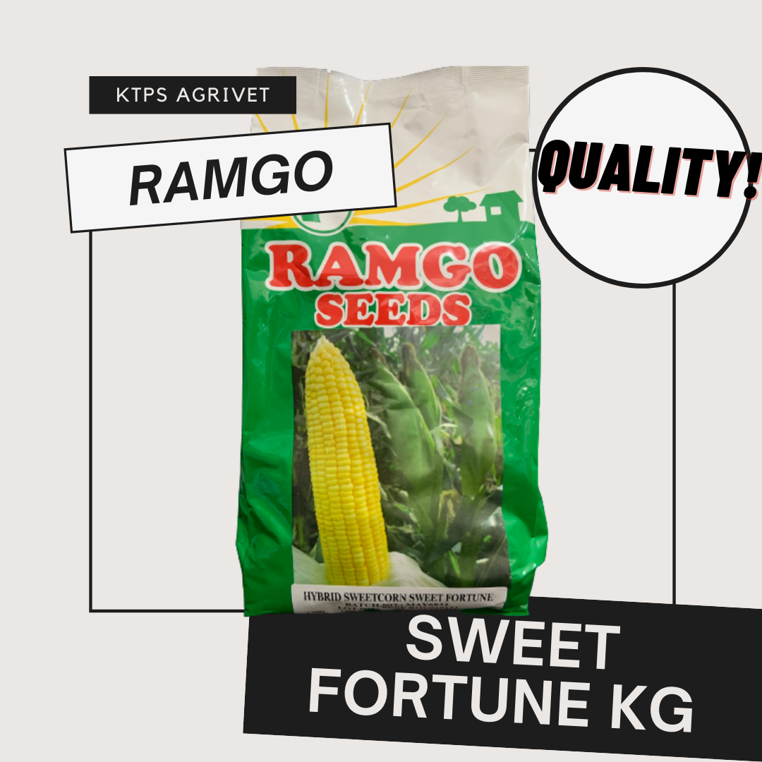 SWEET CORN HYBRID 1KG RAMGO SEEDS | Lazada PH