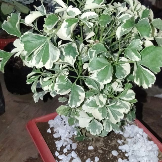 Variegated Papua "Kalipay" | Lazada PH