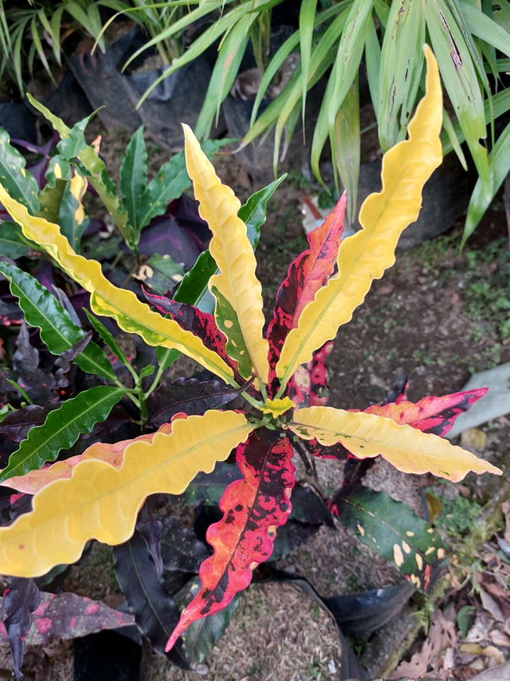 Croton Yellow Pie Crust with FREE plastic pot, pebbles and soil. Real ...